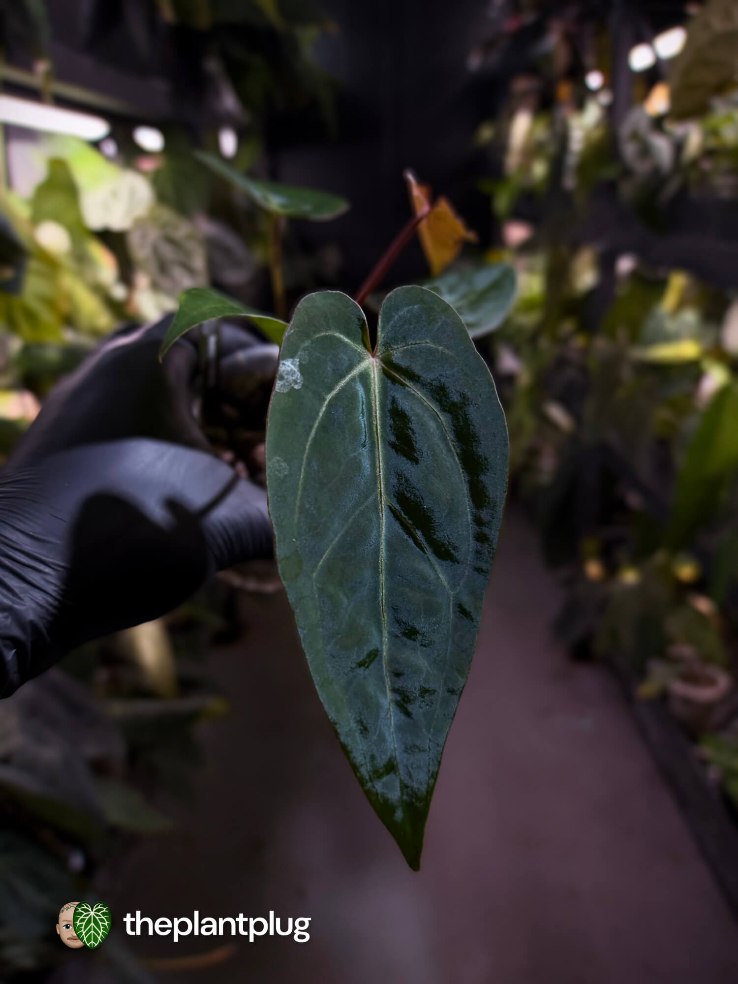 Anthurium ('Hoffx' x 'Velvet Shadow') x #BlackCherry – The Plant Plug