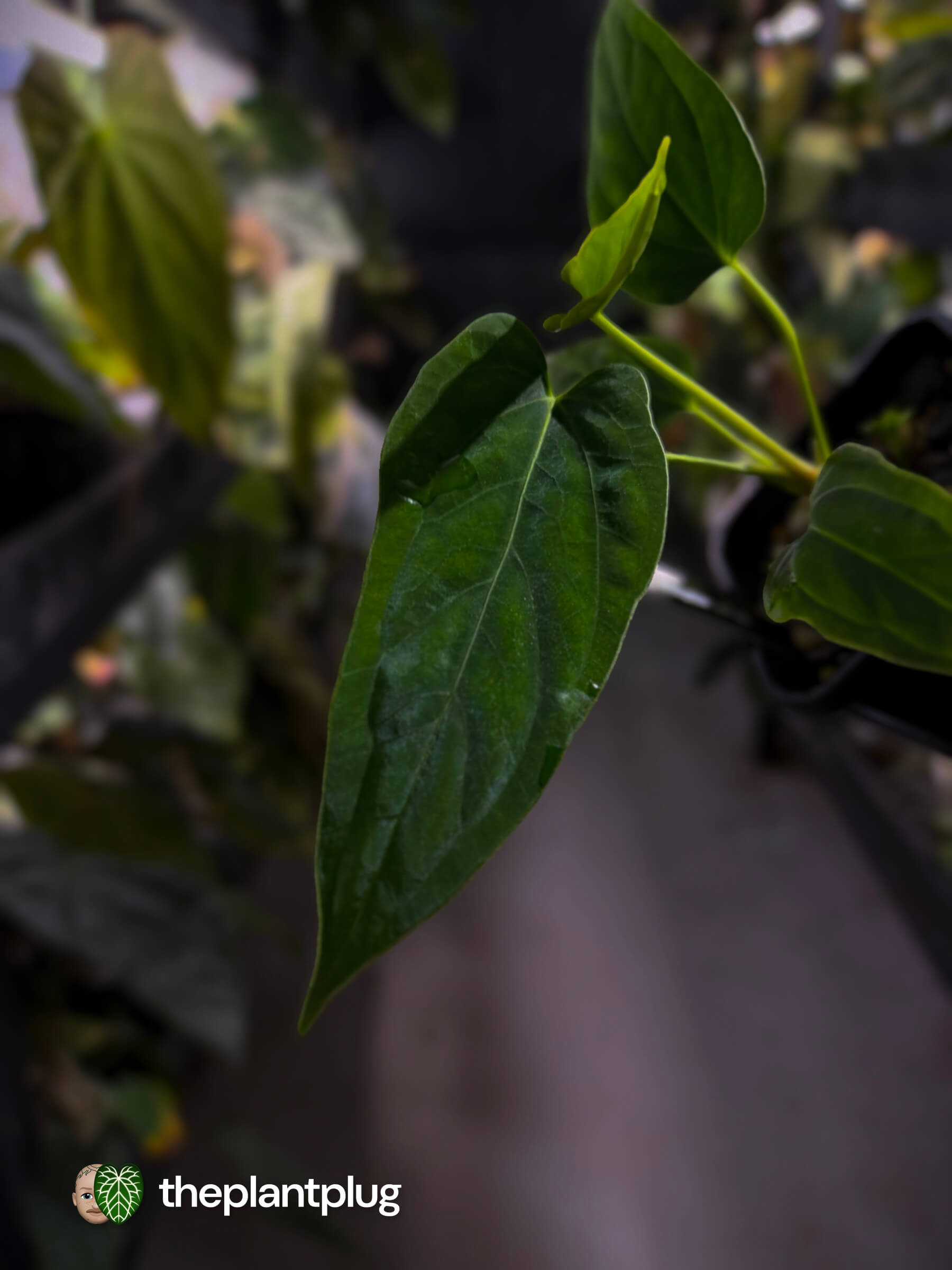 Anthurium [(pap x dress) x panamense] x (pap x dress) – The Plant Plug