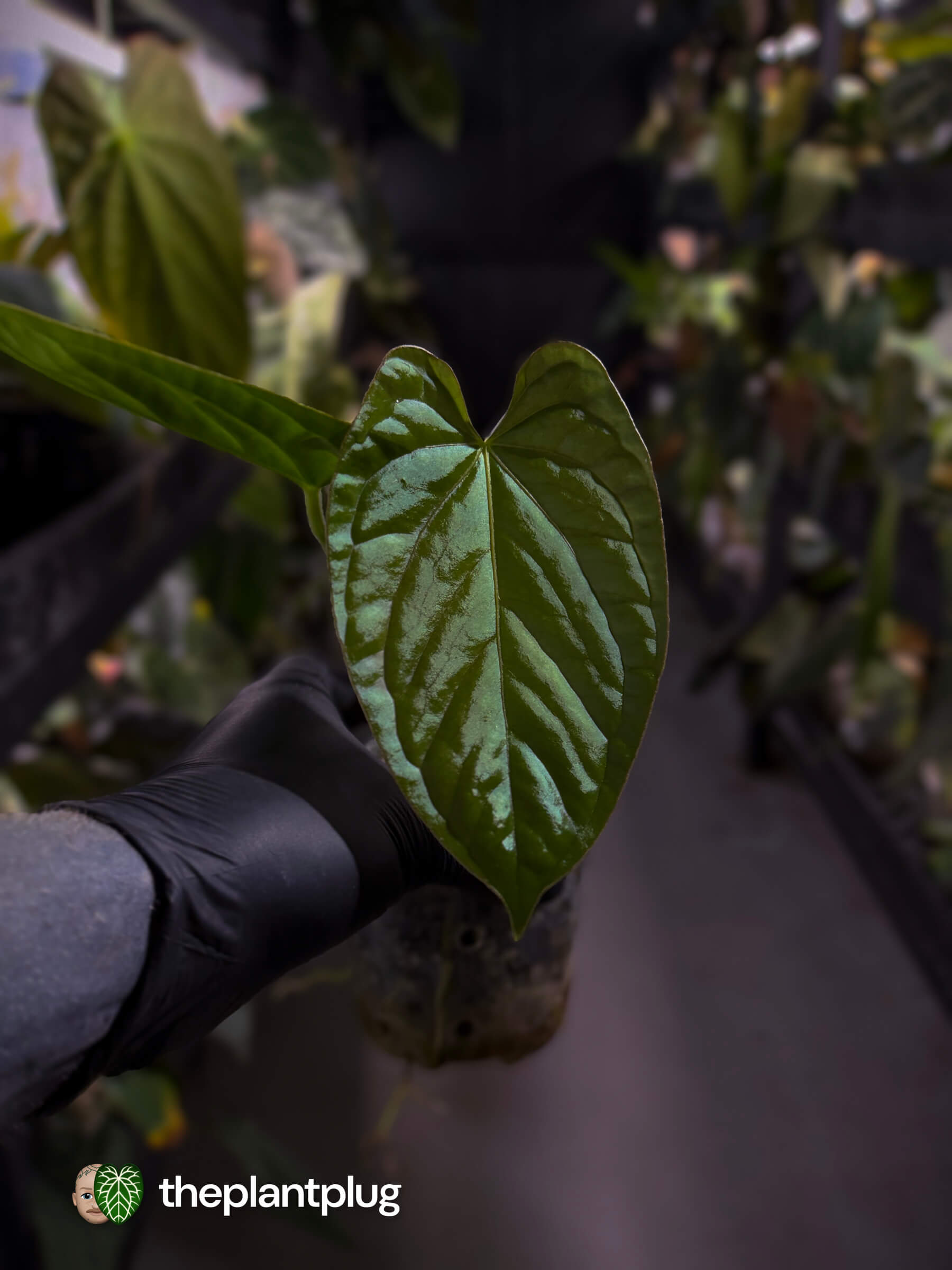 Anthurium [(pap x dress) x panamense] x luxurians – The Plant Plug