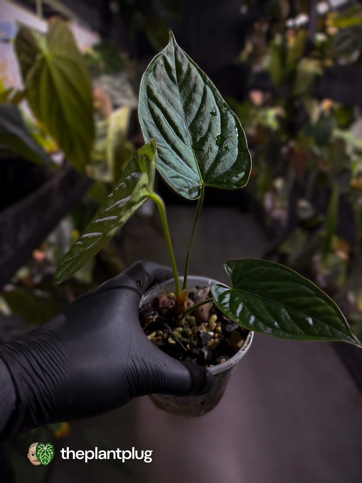 Anthurium [(pap x dress) x panamense] x luxurians – The Plant Plug