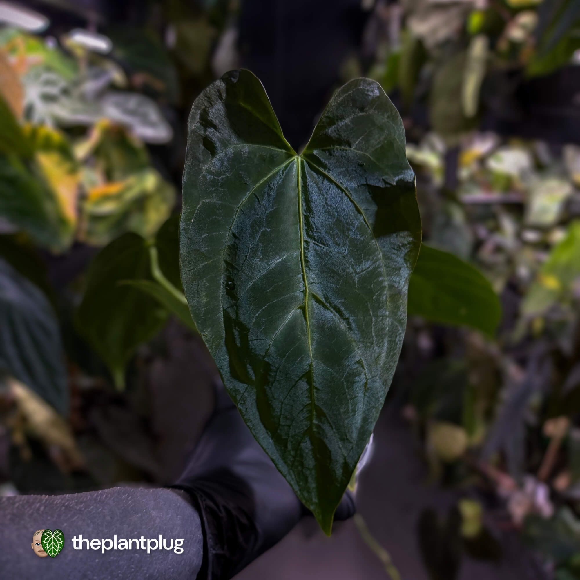 Anthurium pap hybrid x pap 'RLFS' – The Plant Plug