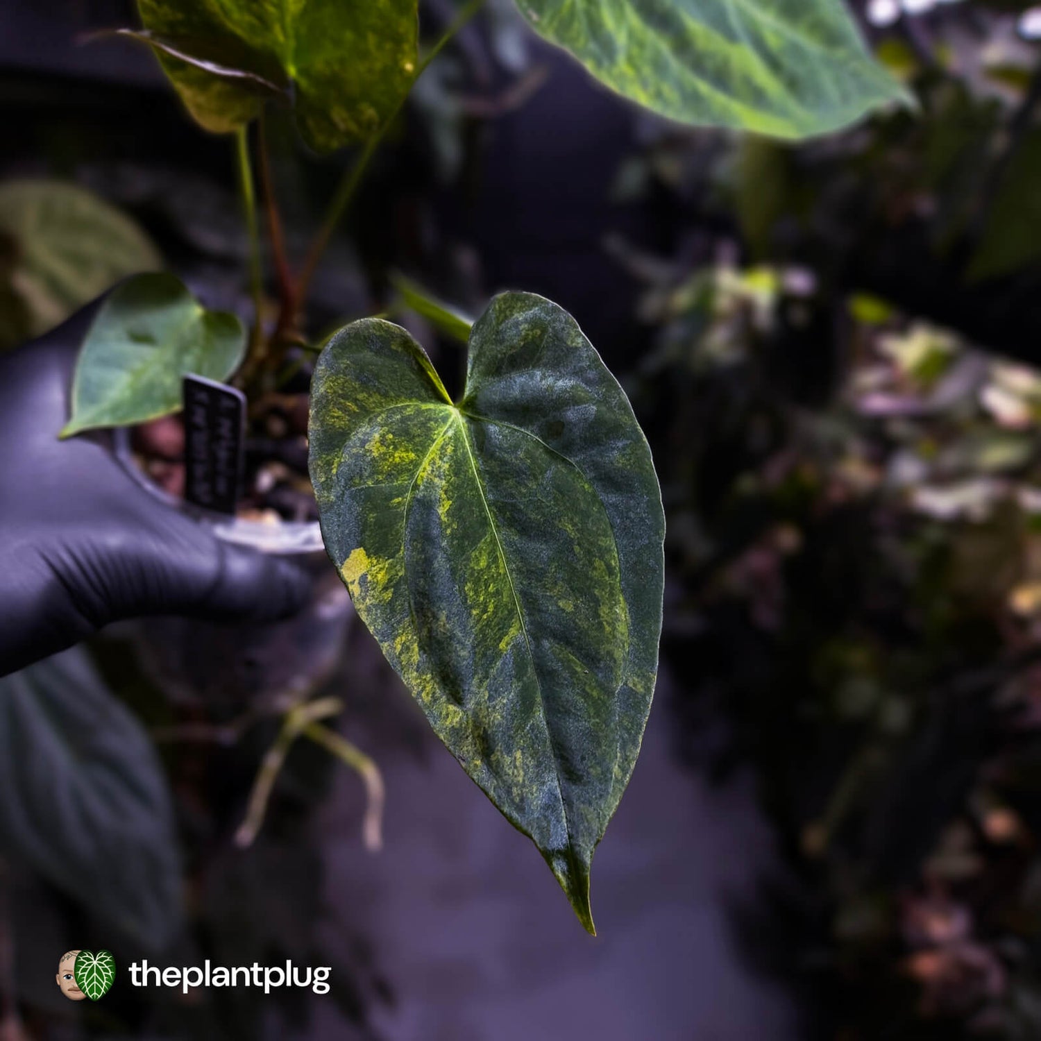 Anthurium pap hybrid x papillilaminum 'RLFS' • variegated – The Plant Plug