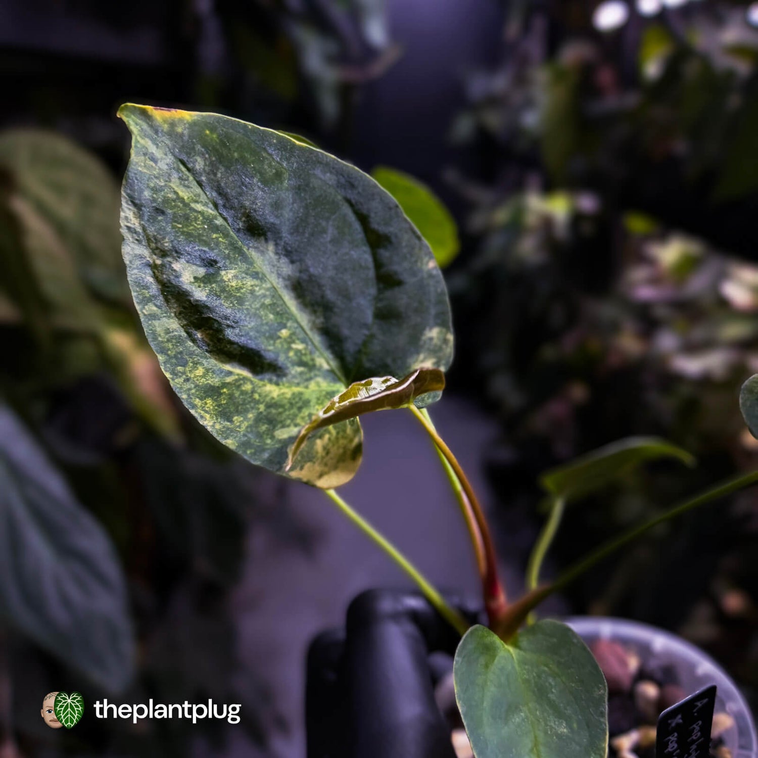 Anthurium pap hybrid x papillilaminum 'RLFS' • variegated – The Plant Plug