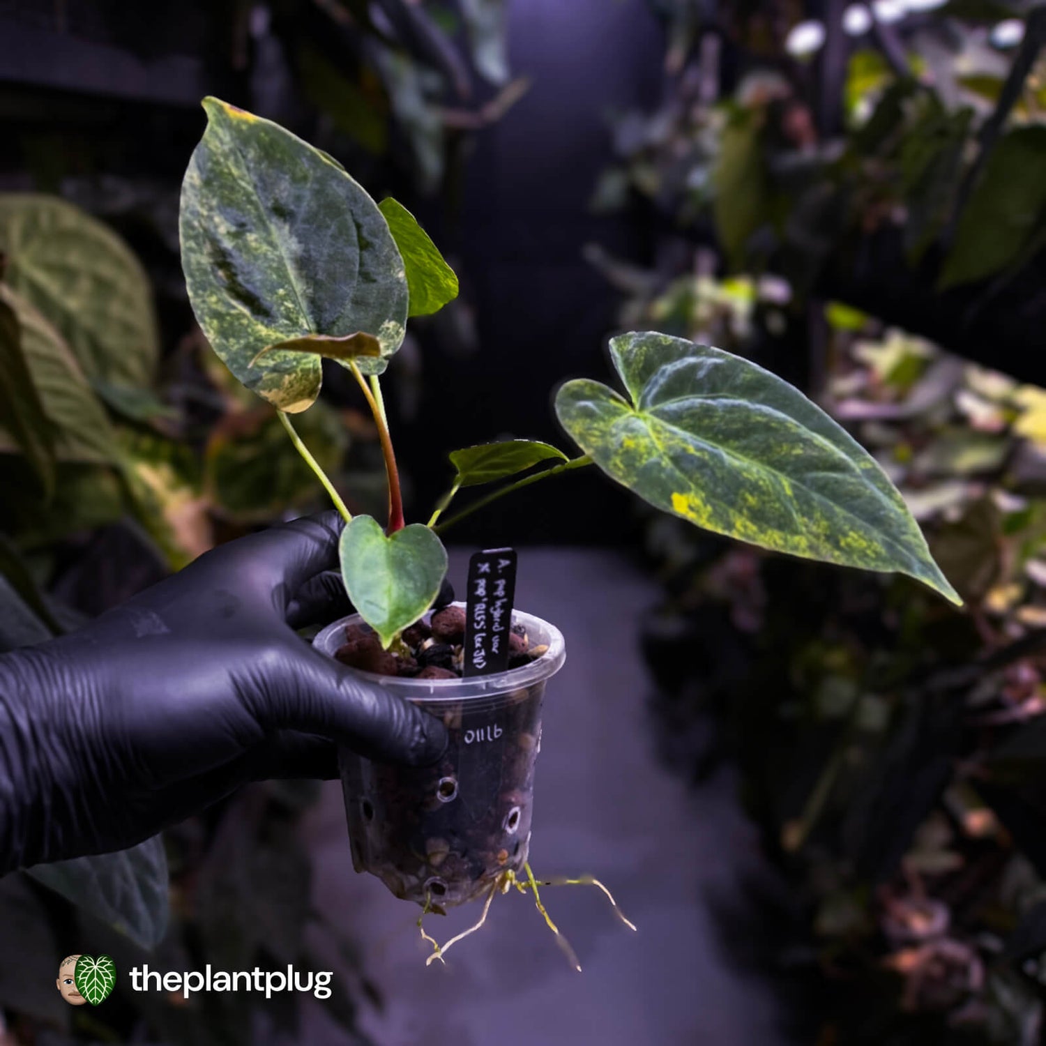 Anthurium pap hybrid x papillilaminum 'RLFS' • variegated – The Plant Plug