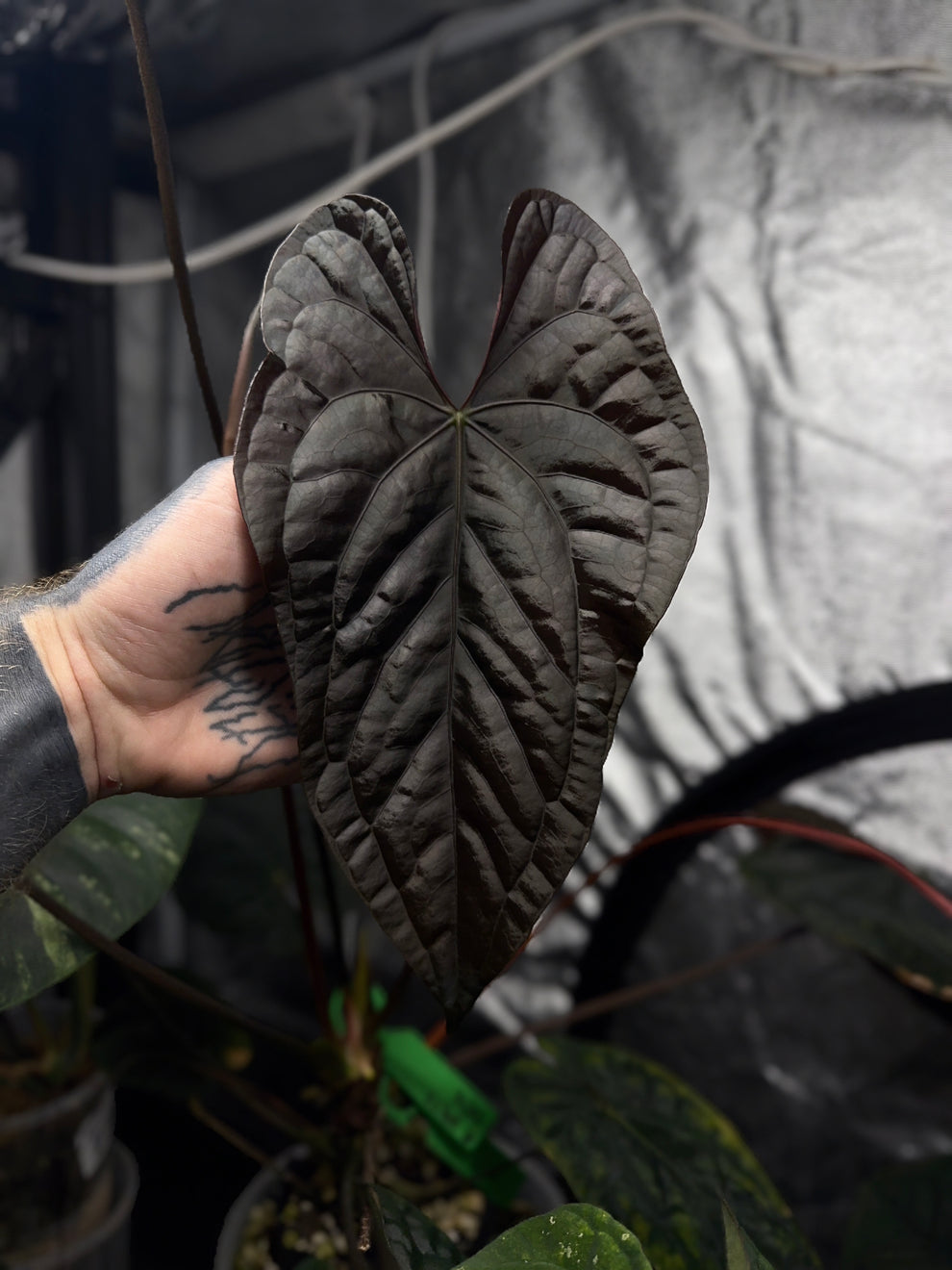 Anthurium Panaconda x Calculus • germinated seeds – The Plant Plug