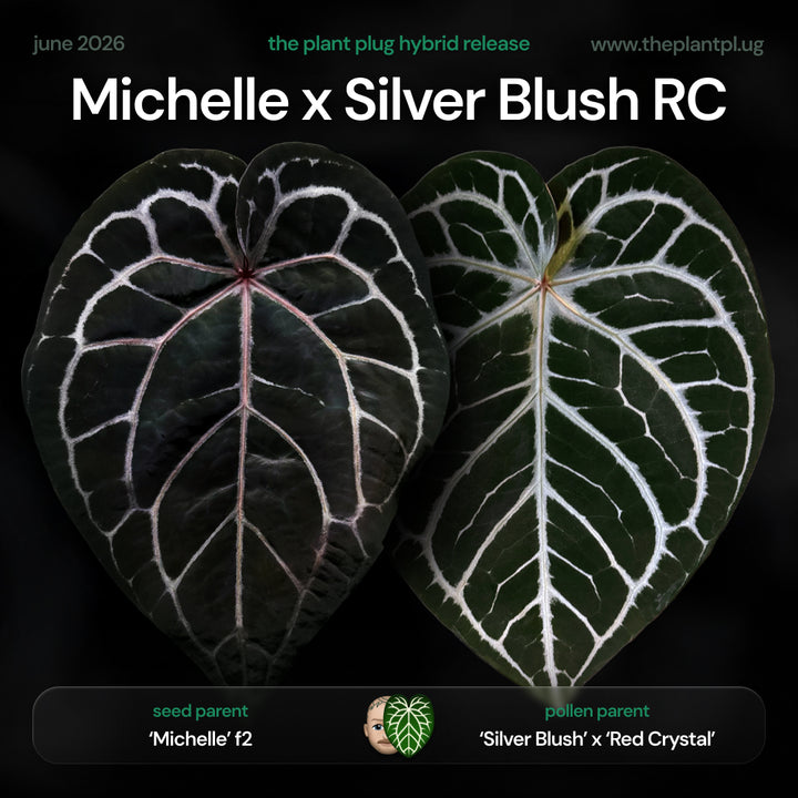 Anthurium Michelle x (Silver Blush x Red Crystal) • germinated seeds ...